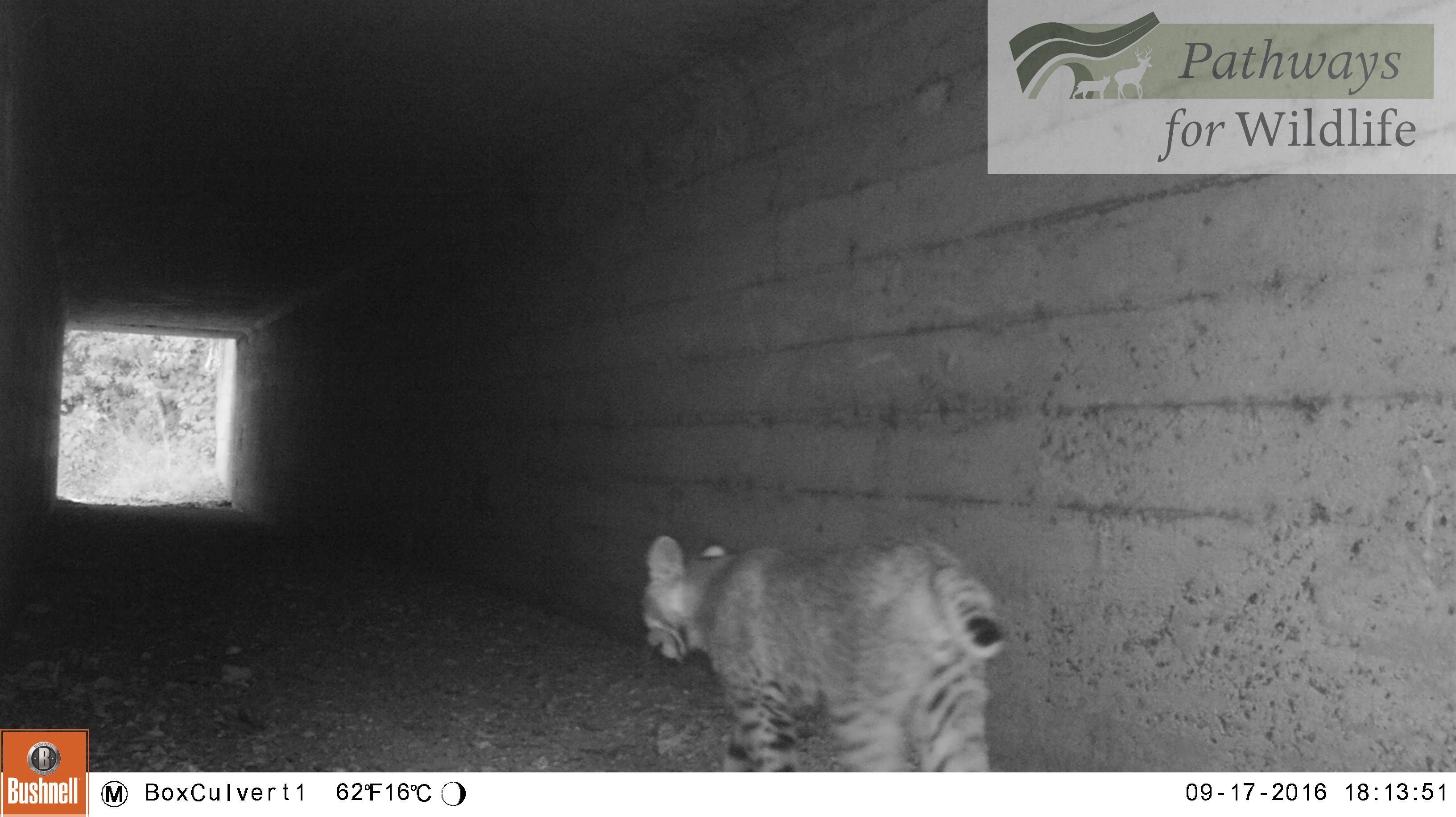 Community Connections - Tanya Diamond