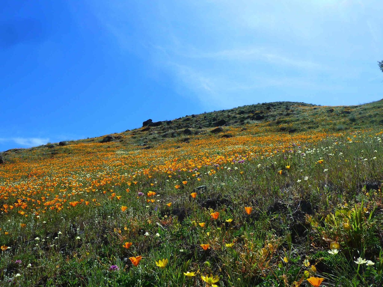 Where to View Wildflowers