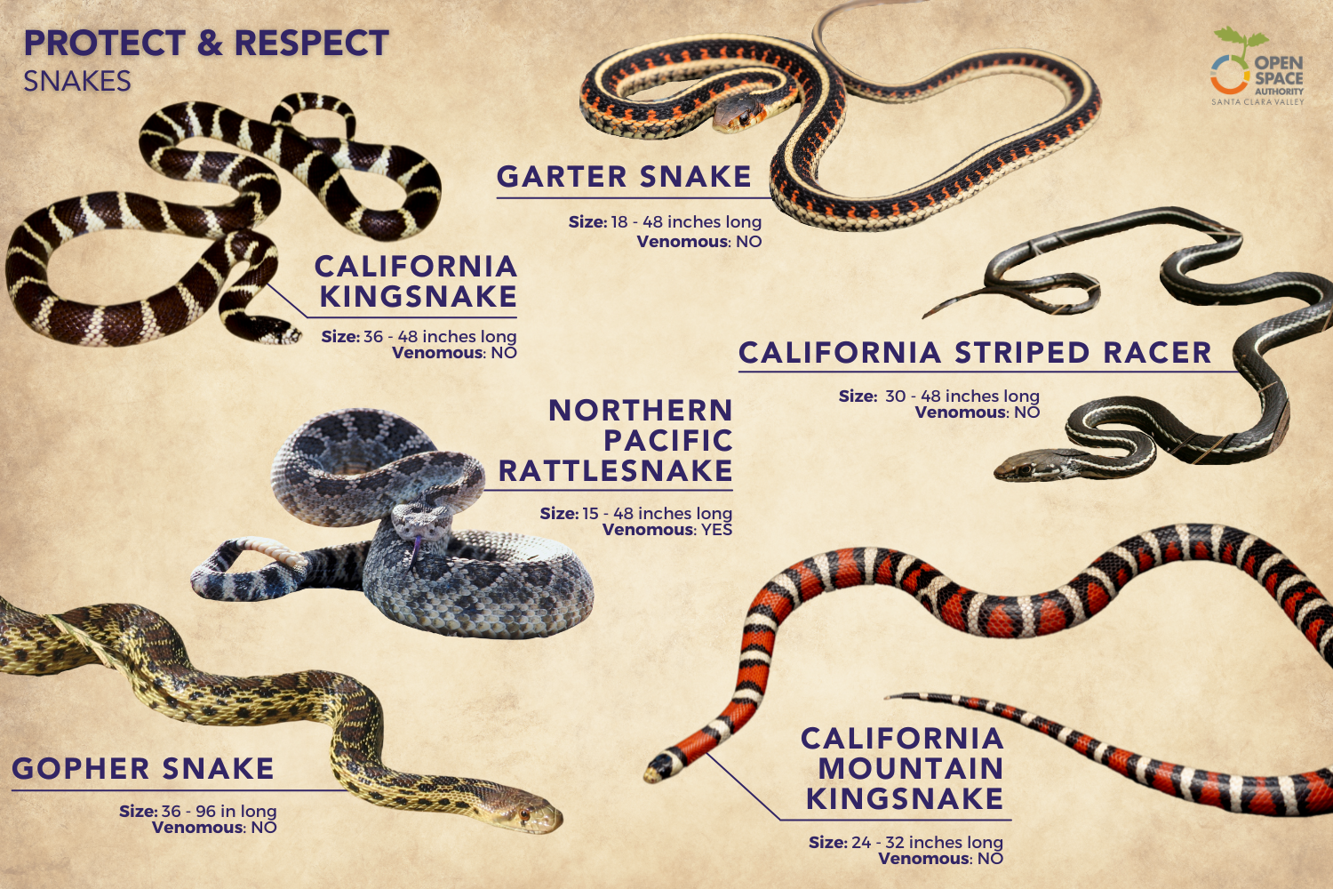 Snakes of the Sssssouth Bay